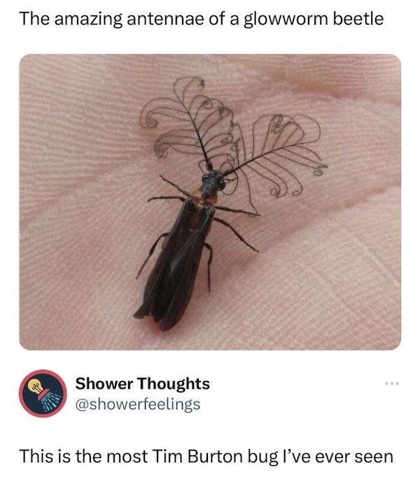 Animal memes that also accurately describe the human experience