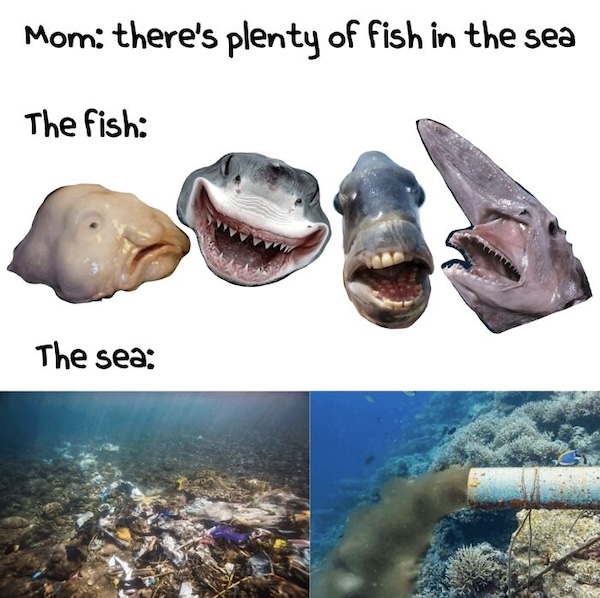 Animal memes that also accurately describe the human experience