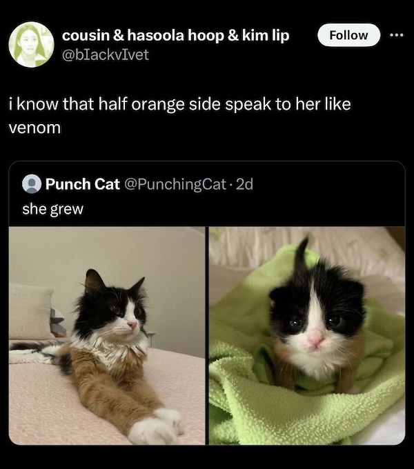 Animal memes that also accurately describe the human experience