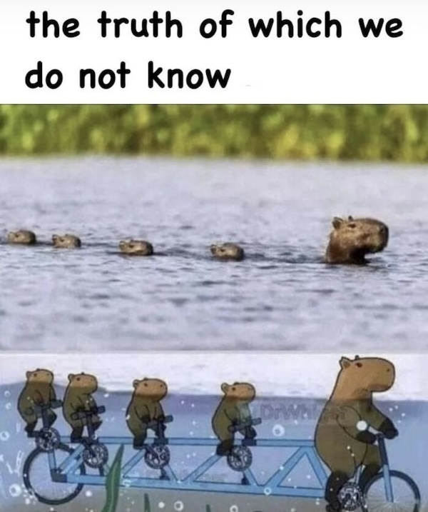 Animal memes that also accurately describe the human experience