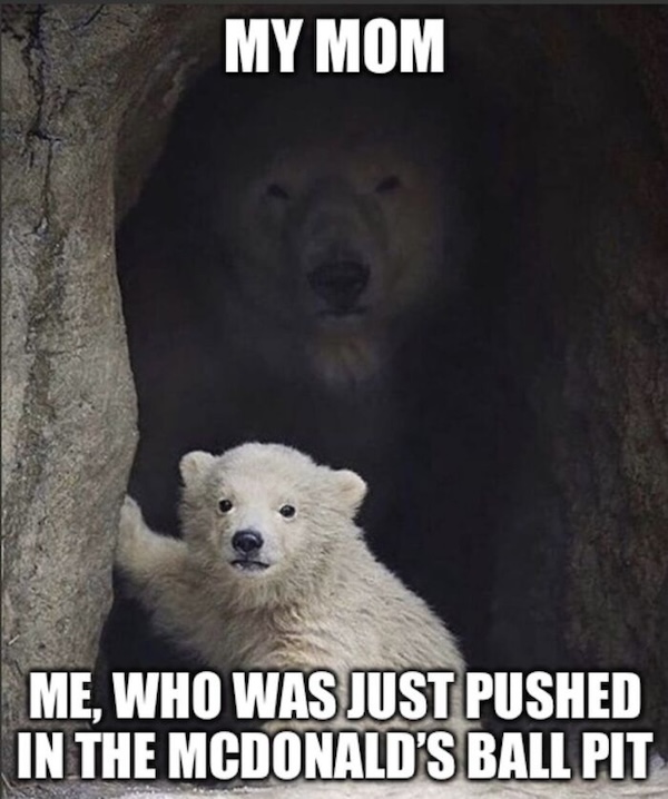 Animal memes that also accurately describe the human experience