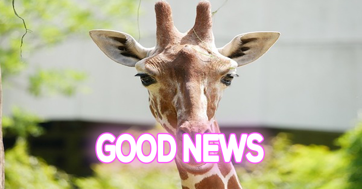 Sh!tty day? How about some good news PLUS cute animals?