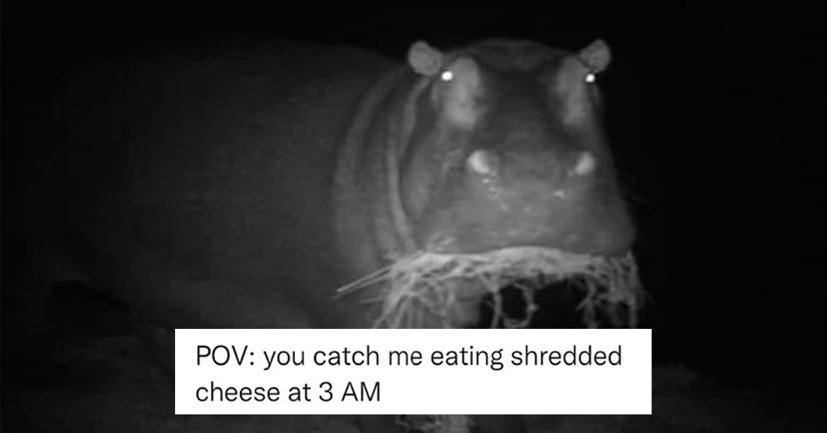 Funny Animal Pictures | Funny Pet Videos - theCHIVE