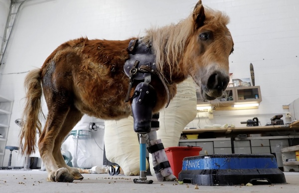 These animals with disabilities got some pretty sweet upgrades