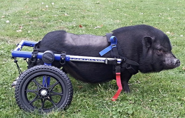 These animals with disabilities got some pretty sweet upgrades