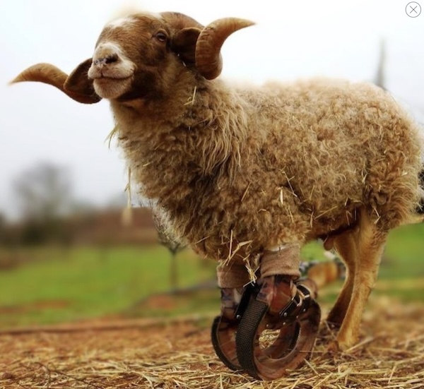 These animals with disabilities got some pretty sweet upgrades