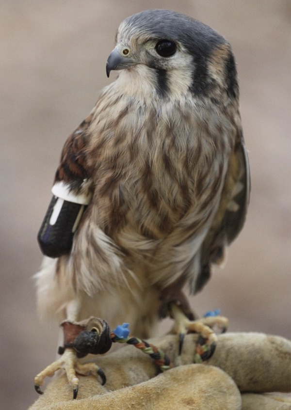 These animals with disabilities got some pretty sweet upgrades