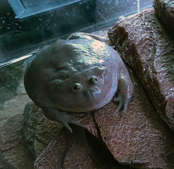 These slimy lil guys make the world go round! Frogs, that is.