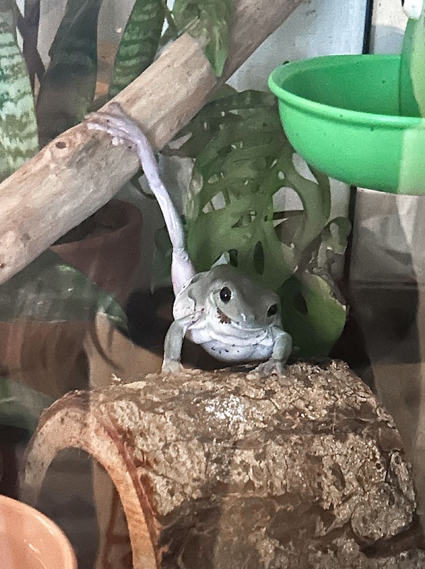 These slimy lil guys make the world go round! Frogs, that is.