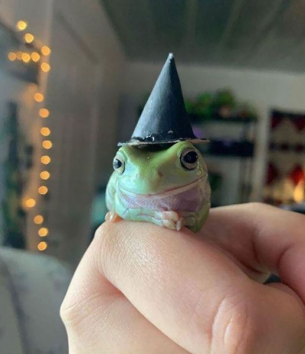 These slimy lil guys make the world go round! Frogs, that is.