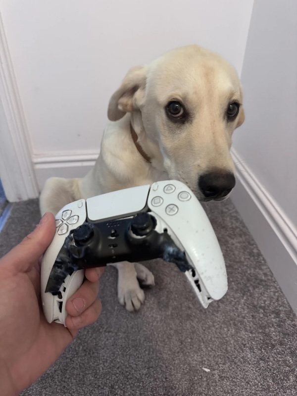 Guilty dogs that we could never stay mad at (20 Photos)