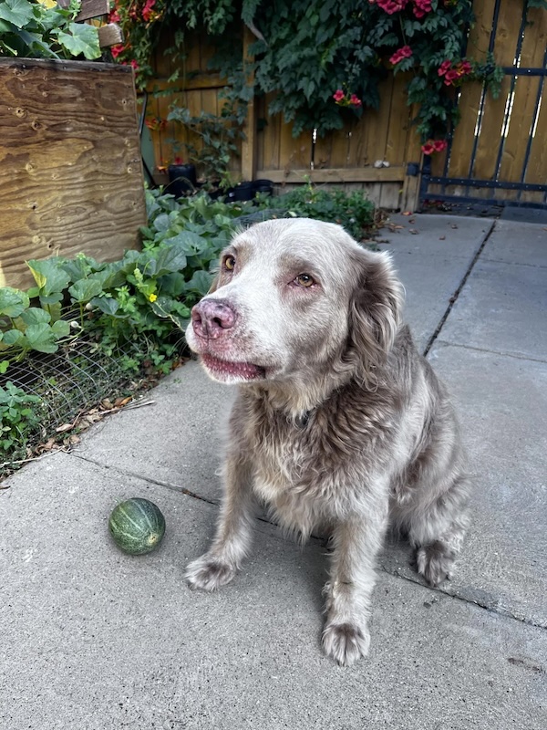 Guilty dogs that we could never stay mad at (20 Photos)