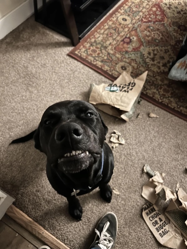 Guilty dogs that we could never stay mad at (20 Photos)