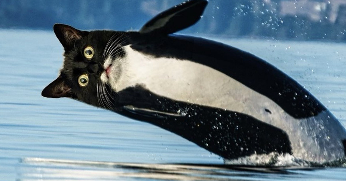 Daily Afternoon Randomness | Random Memes, Photos & Gifs - theCHIVE