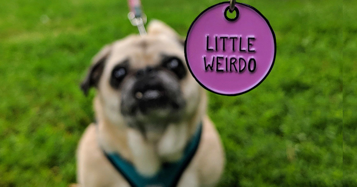 Daily Afternoon Randomness | Random Memes, Photos & Gifs - theCHIVE