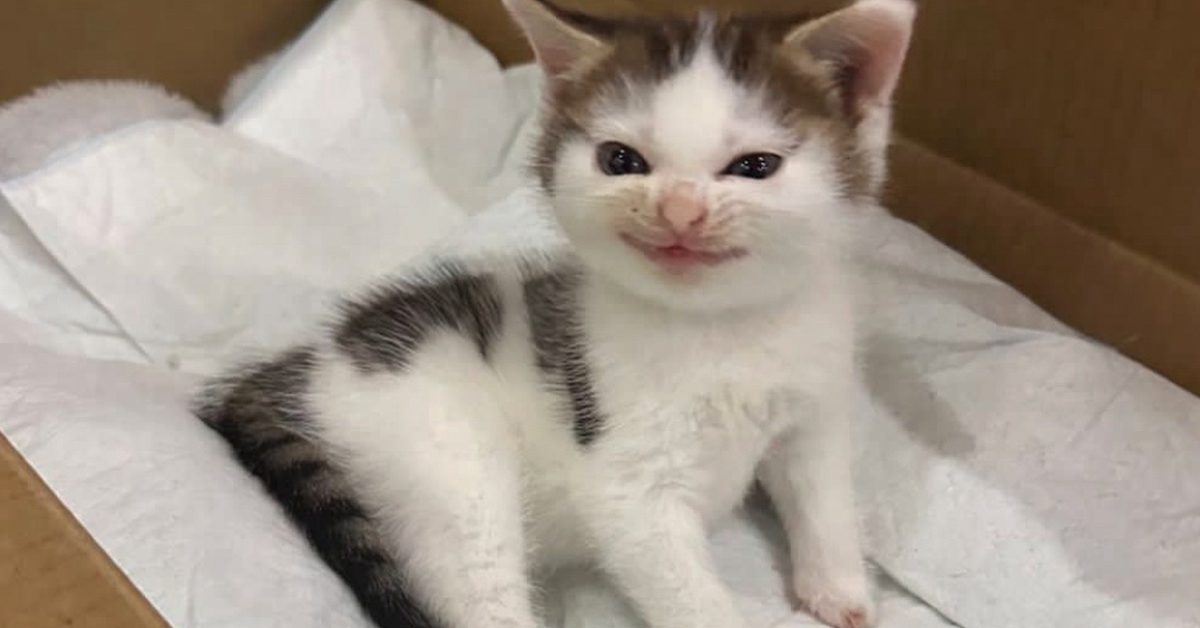 Daily Afternoon Randomness | Random Memes, Photos & Gifs - theCHIVE