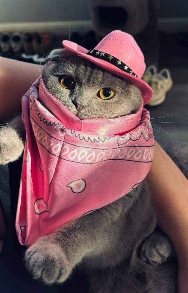 Cat Saturday: Paws Are Cause for Applause