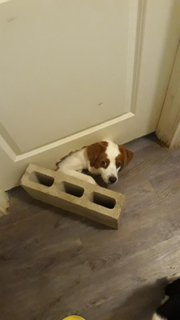 Guilty dogs that we could never stay mad at (20 Photos)