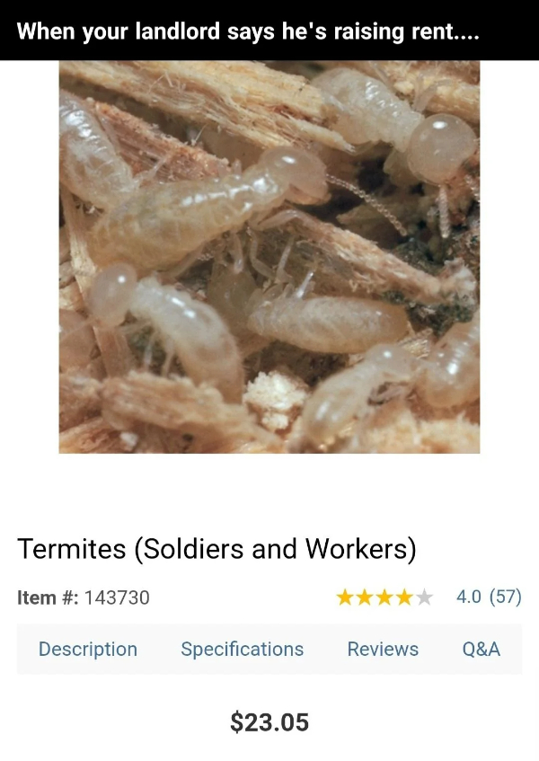 Bask in the Dankness of Dank Memes