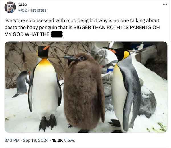 Introducing Pesto the 50-pound baby penguin behemoth