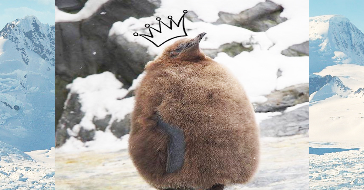 king penguin