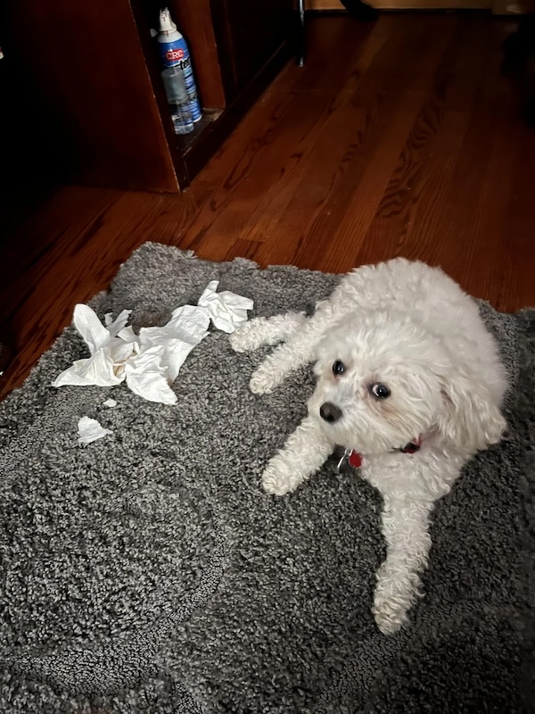 Guilty dogs that we could never stay mad at (20 Photos)