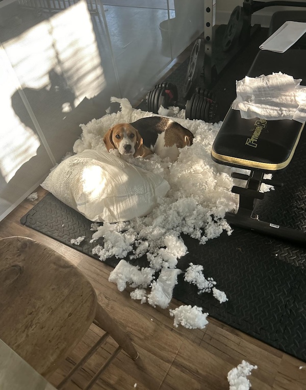 Guilty dogs that we could never stay mad at (20 Photos)