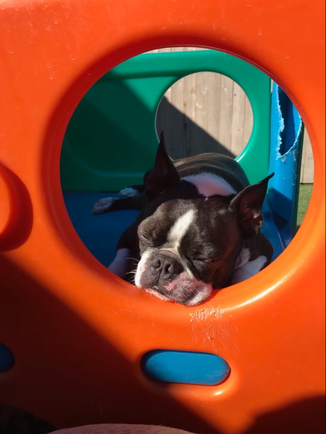 Throw a Bone to the Good Boys