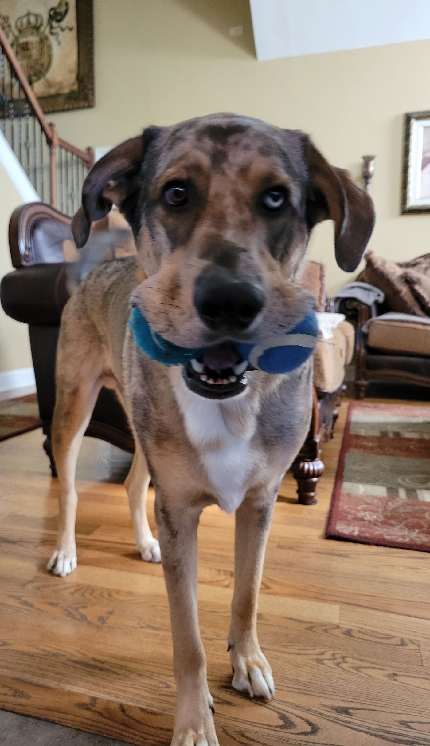 Throw a Bone to the Good Boys