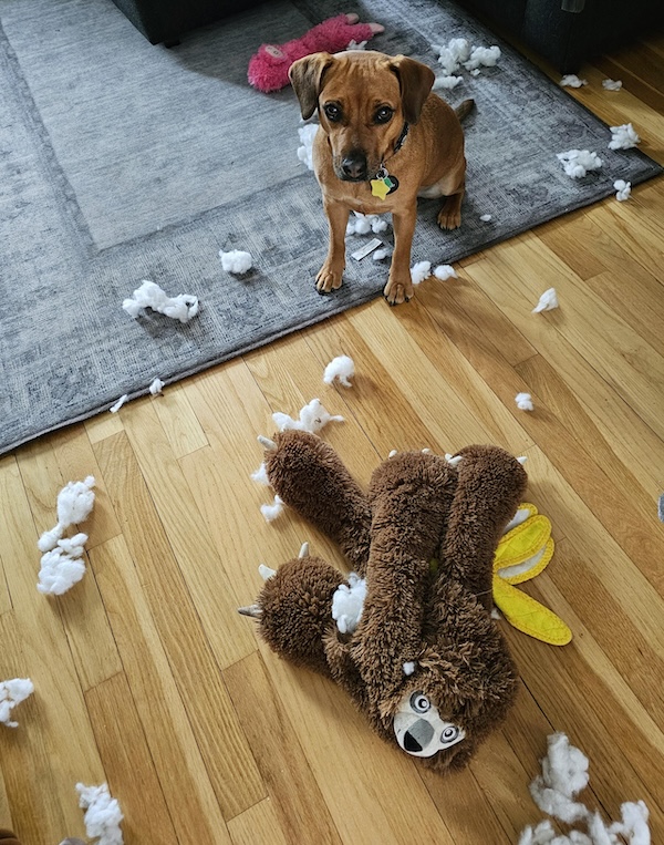 Guilty Dogs working their way into the 'Hall of Shame'
