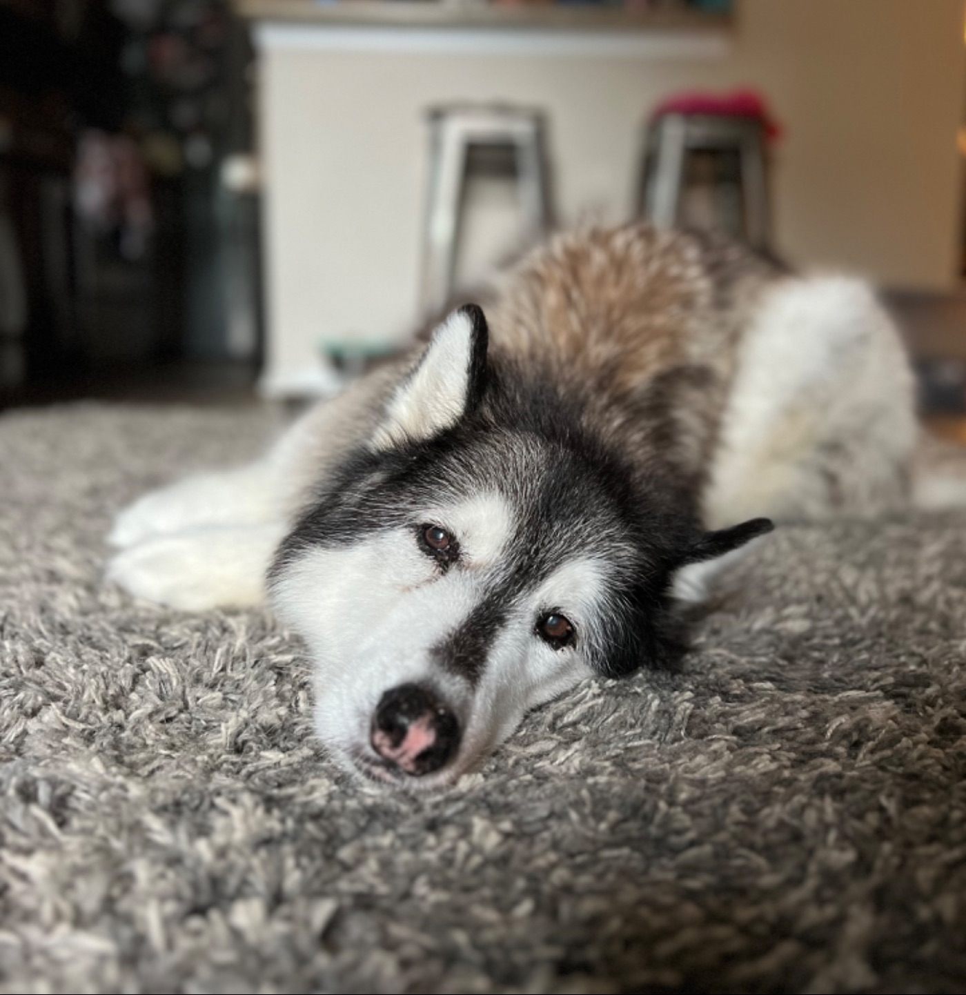 Throw a Bone to the Good Boys