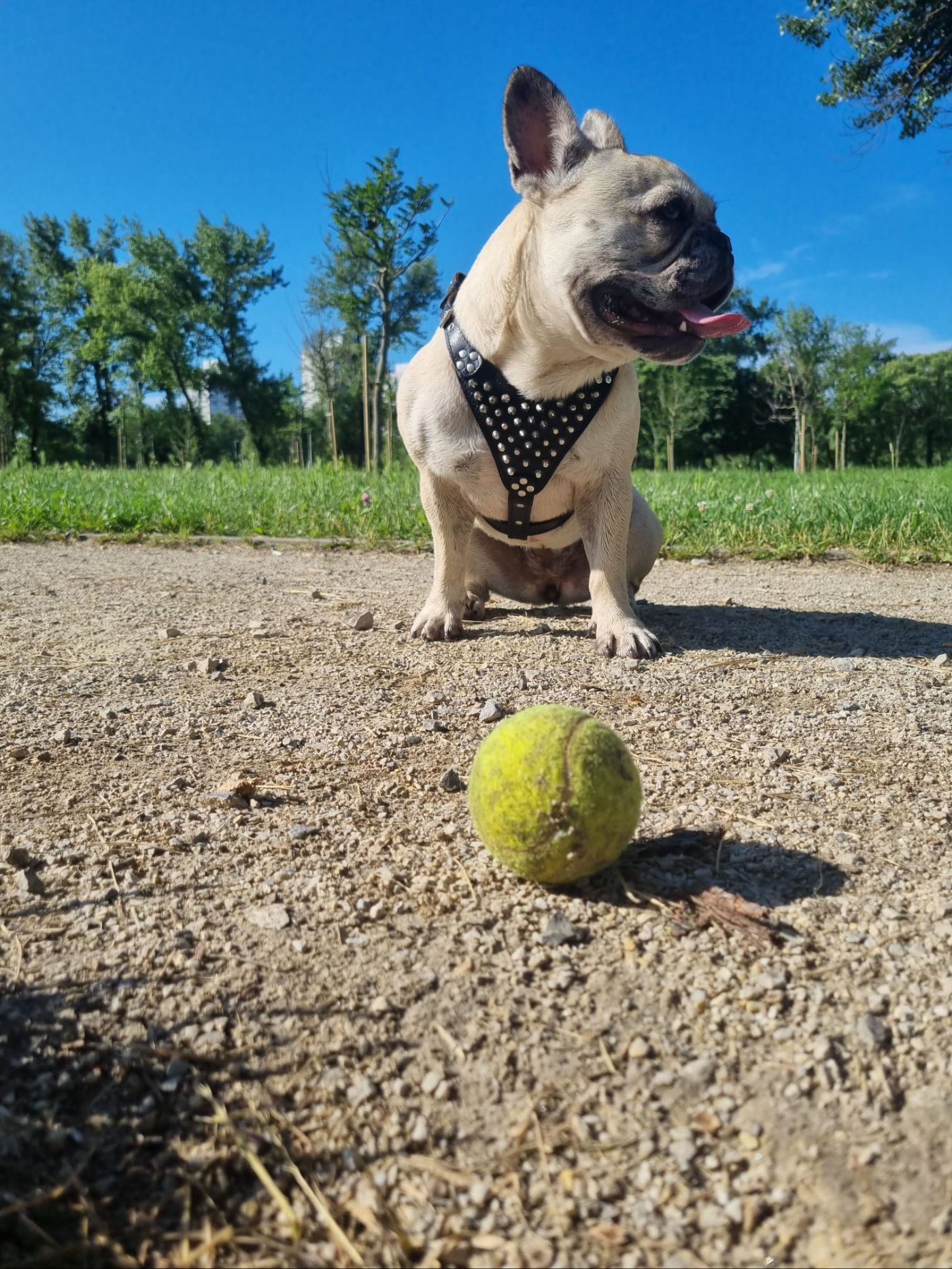 Throw a Bone to the Good Boys