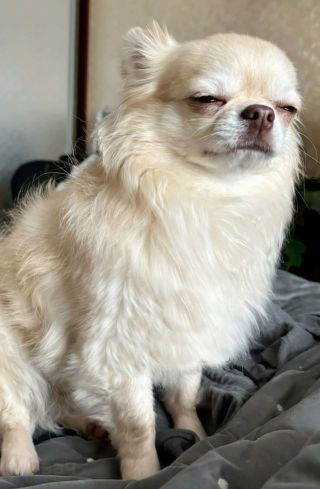 Throw a Bone to the Good Boys