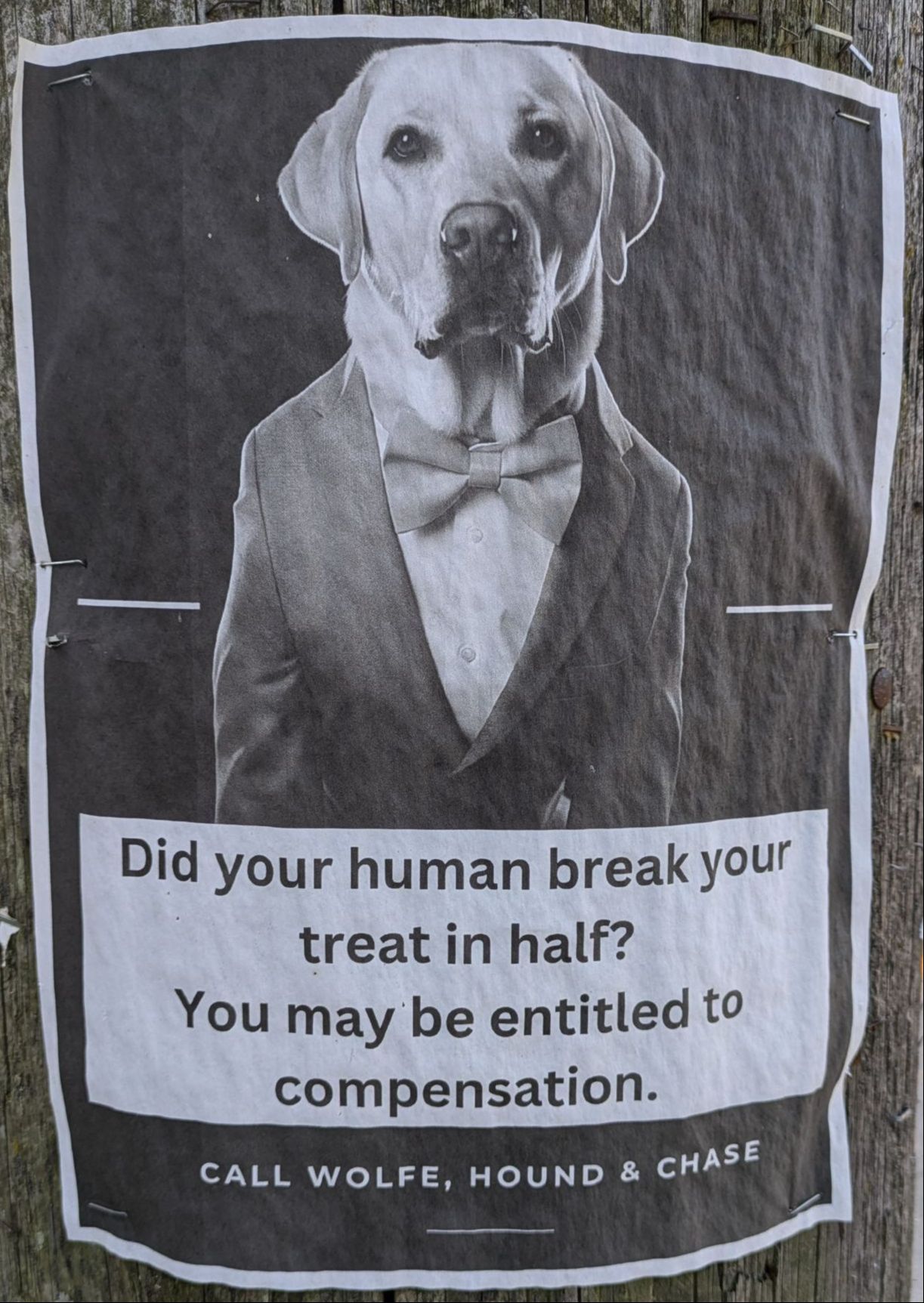 Throw a Bone to the Good Boys