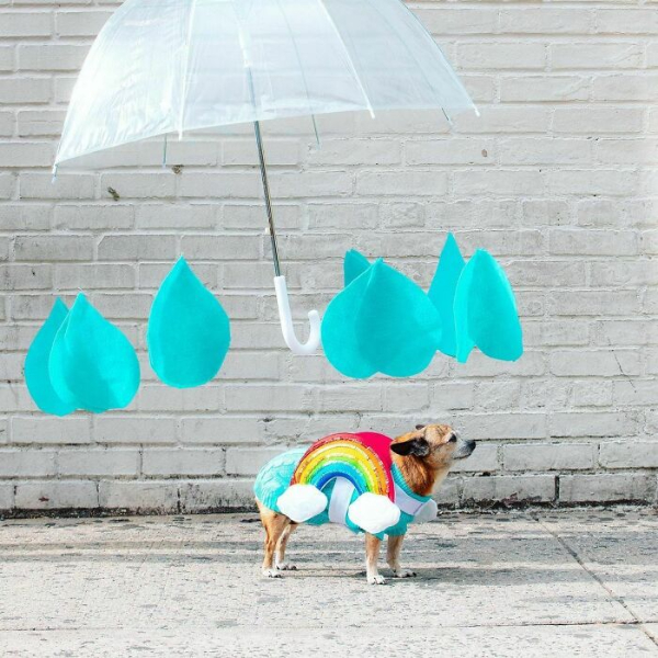 Halloween Pet Costumes That Made Us All Quiver With Adoration