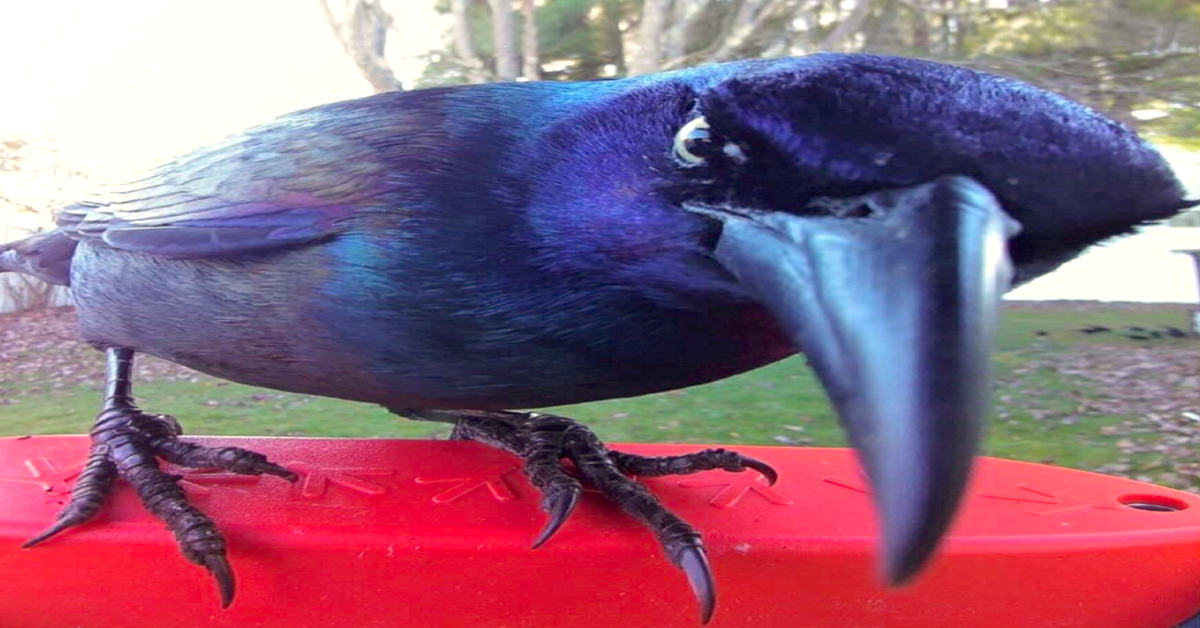 Daily Afternoon Randomness Best Funny Photos Sexy Chivette Girls DAR