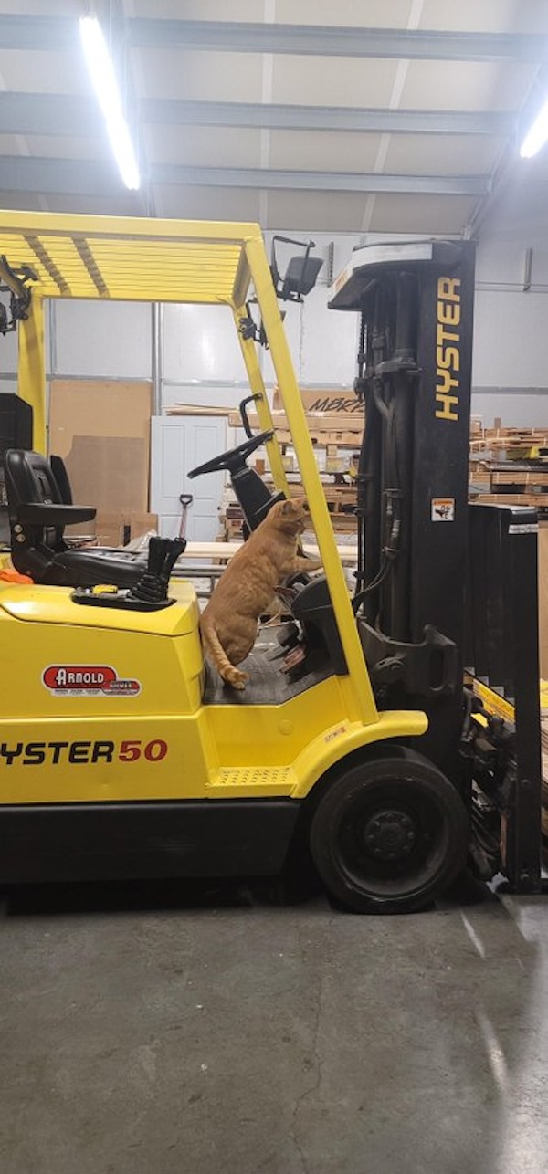 These cats take their jobs VERY SERIOUSLY