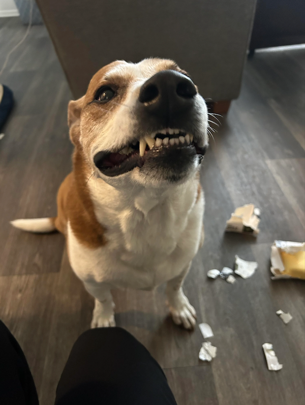 Guilty Dogs working their way into the 'Hall of Shame'