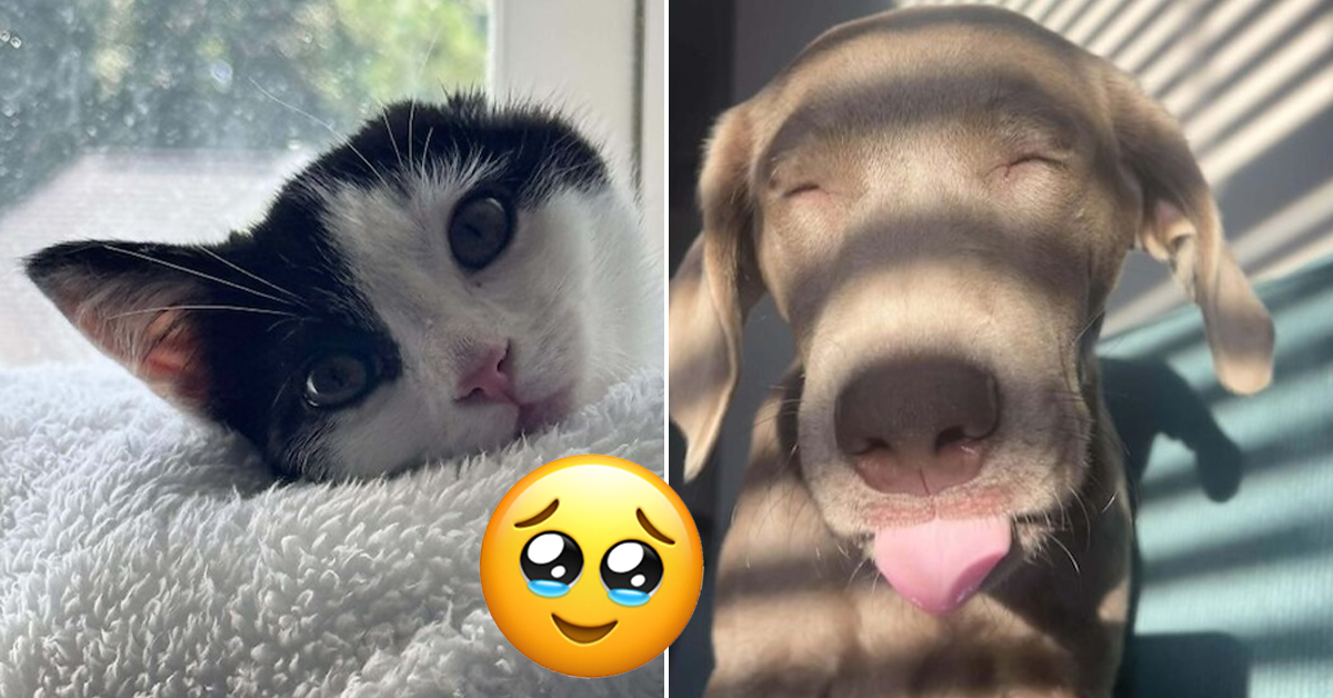 Funny Animal Pictures | Funny Pet Videos - theCHIVE