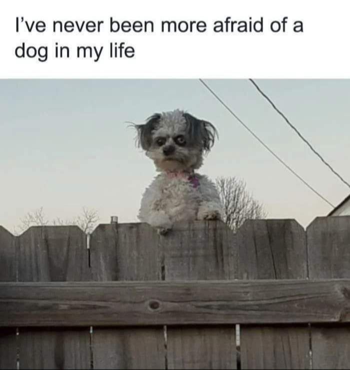 Throw a Bone to the Good Boys