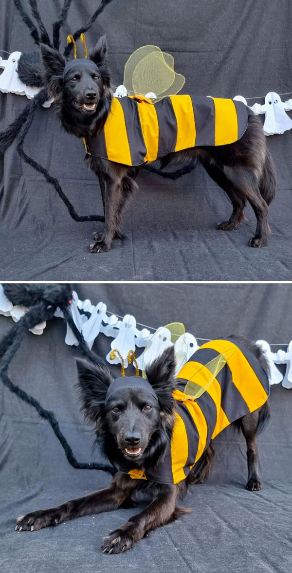 Halloween Pet Costumes That Made Us All Quiver With Adoration