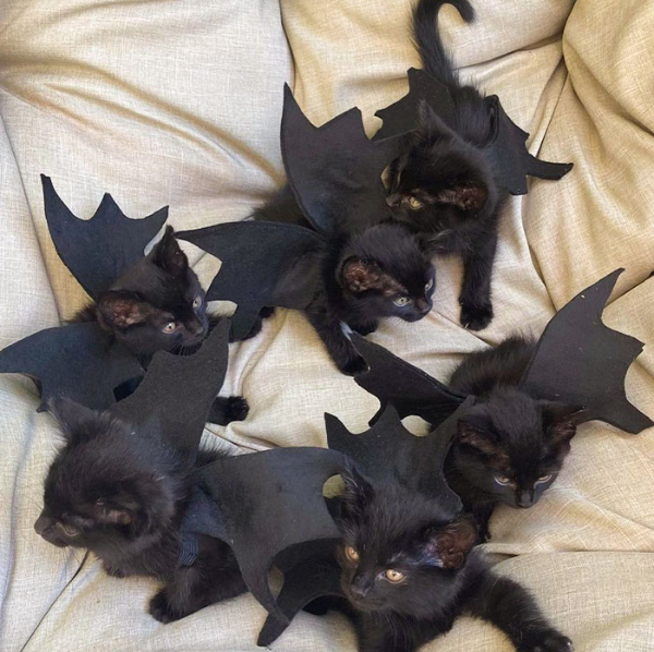 Halloween Pet Costumes That Made Us All Quiver With Adoration