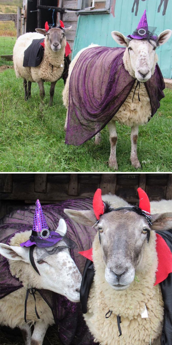 Halloween Pet Costumes That Made Us All Quiver With Adoration