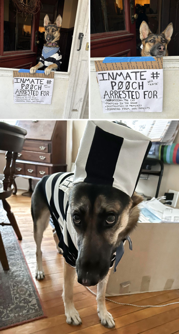 Halloween Pet Costumes That Made Us All Quiver With Adoration