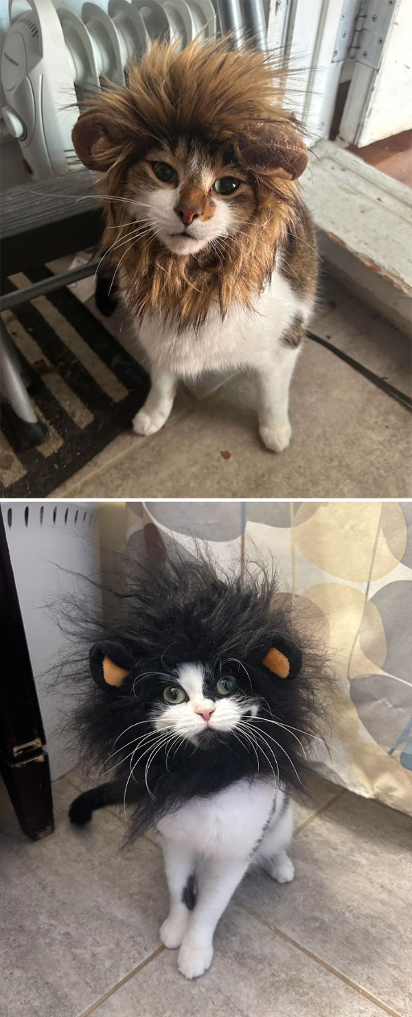 Halloween Pet Costumes That Made Us All Quiver With Adoration