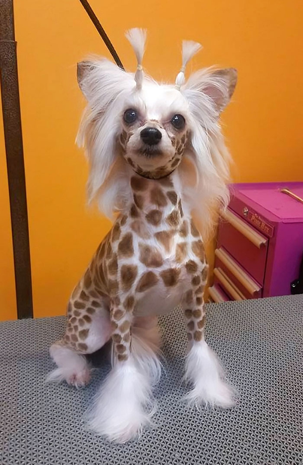 Halloween Pet Costumes That Made Us All Quiver With Adoration