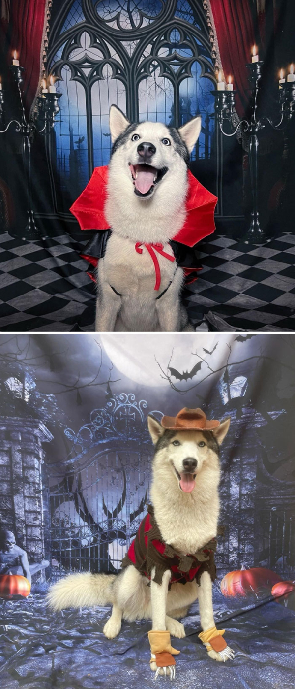 Halloween Pet Costumes That Made Us All Quiver With Adoration