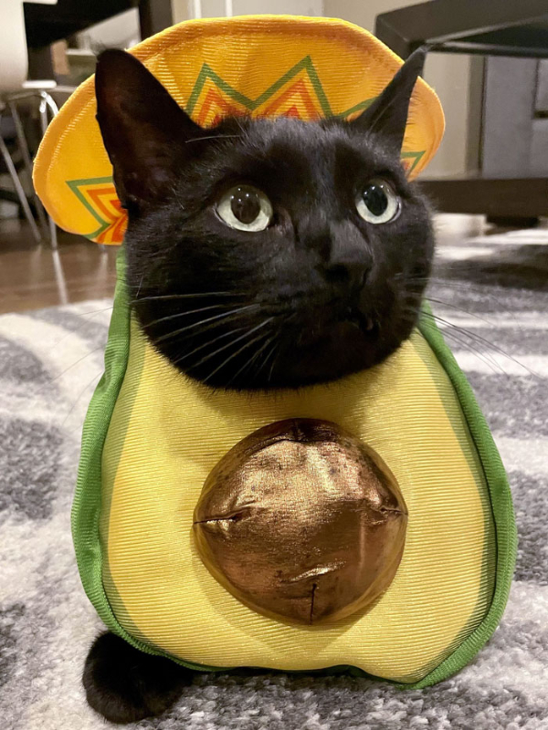 Halloween Pet Costumes That Made Us All Quiver With Adoration