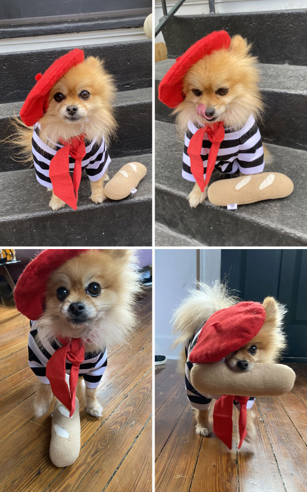 Halloween Pet Costumes That Made Us All Quiver With Adoration