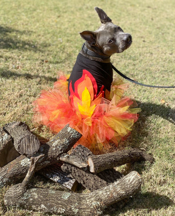 Halloween Pet Costumes That Made Us All Quiver With Adoration
